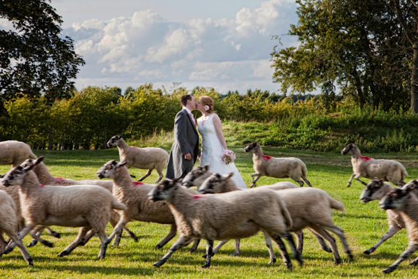 hilarious bride and groom kissing in a field of sheep - photo by London ...